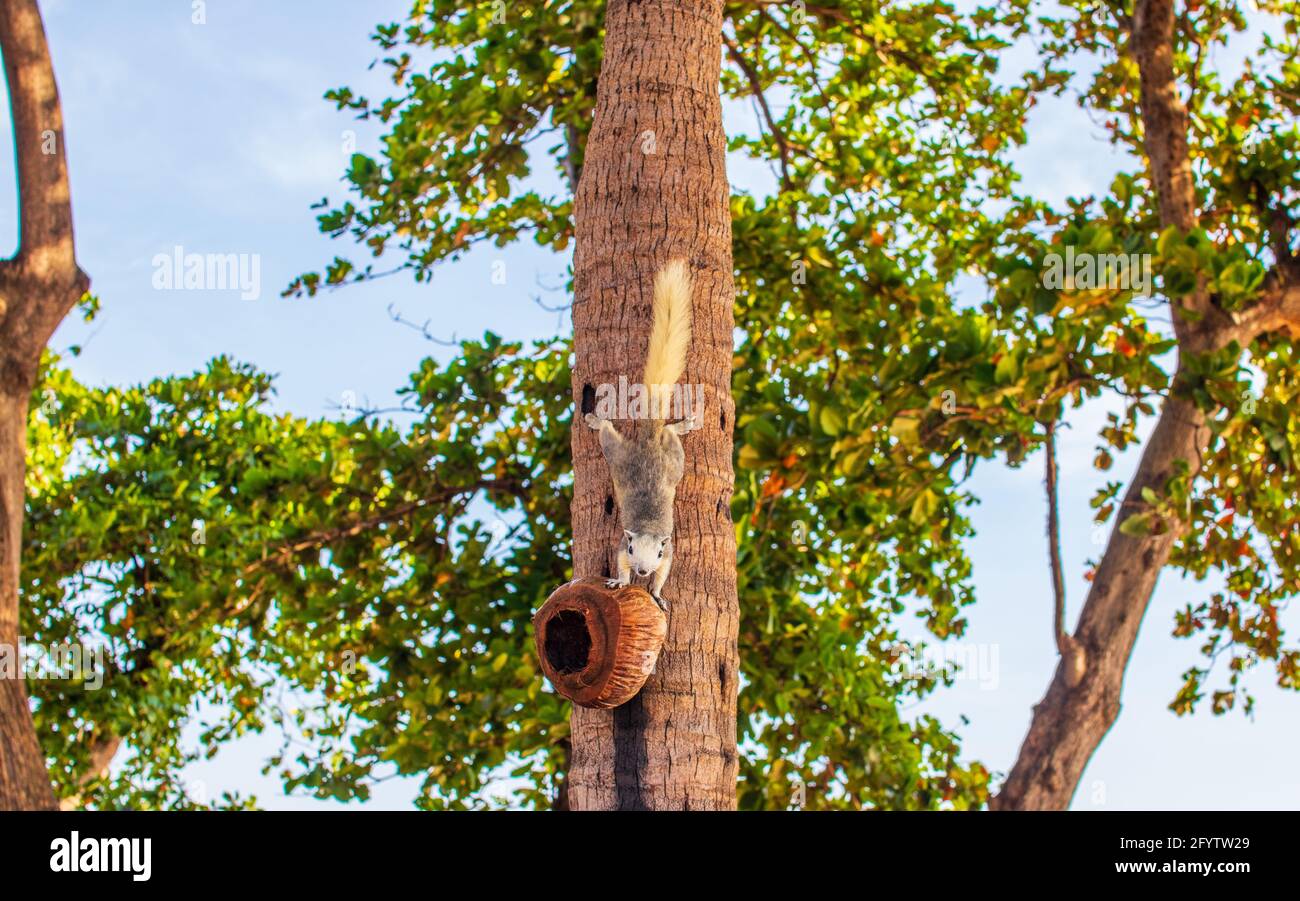 A closeup shot of a Thai squirrel on a tree in Thailand on a bright day ...