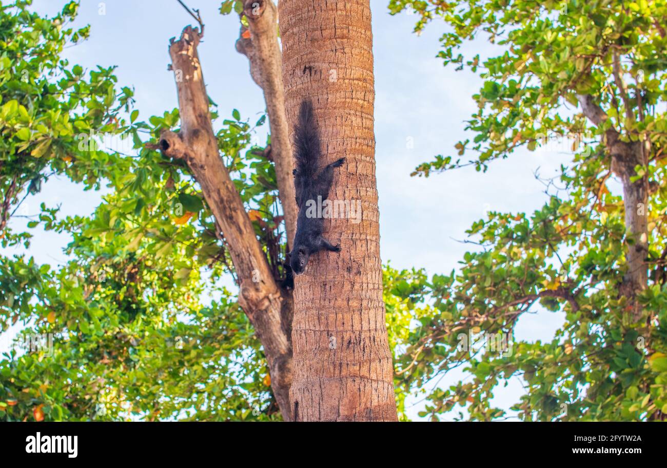 A closeup shot of a Thai squirrel on a tree in Thailand on a bright day ...
