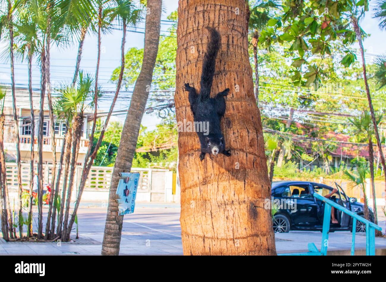 A closeup shot of a Thai squirrel on a tree in Thailand on a bright day ...