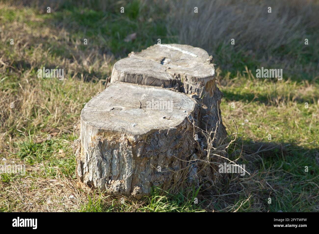 Old wood stump texture background . top view one old stump in grass ...