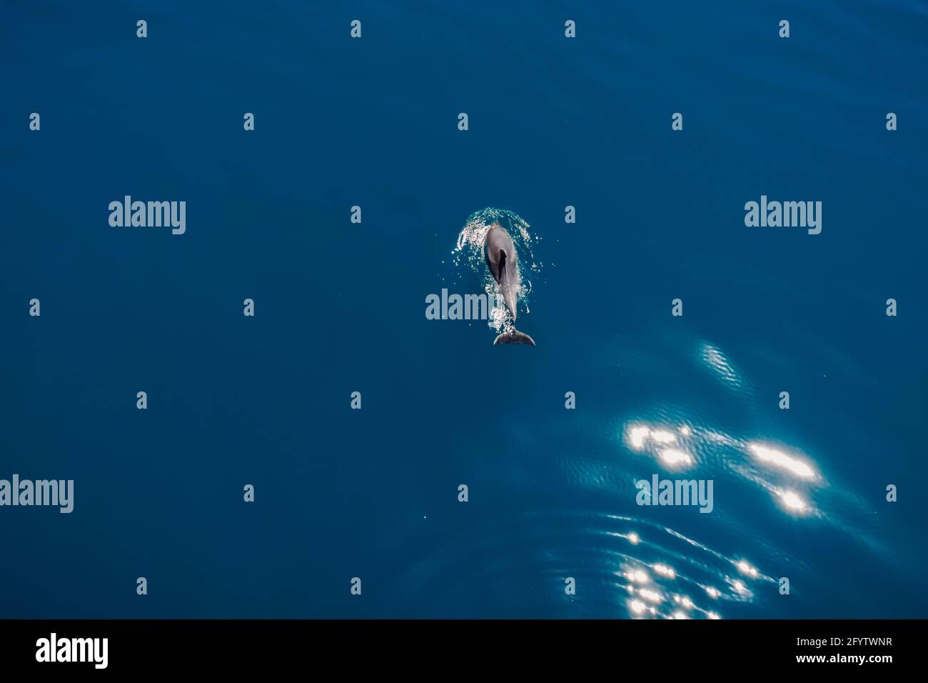 Aerial view of alone bottlenose dolphin in quiet sea. Mammal animal in ...