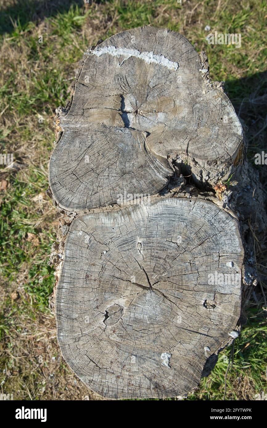 Old wood stump texture background . top view one old stump in grass ...