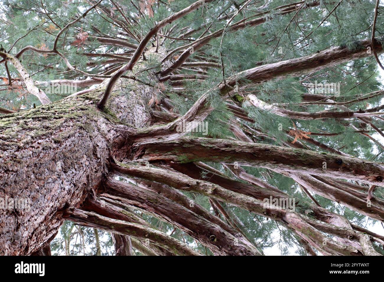 A low angle of a fir tree with thick branches and a rough trunk Stock ...