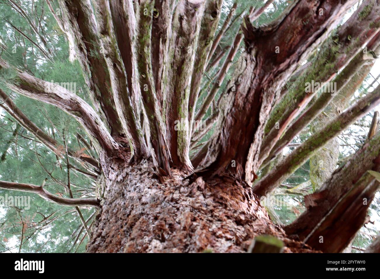 A low angle of a fir tree with thick branches and a rough trunk Stock ...