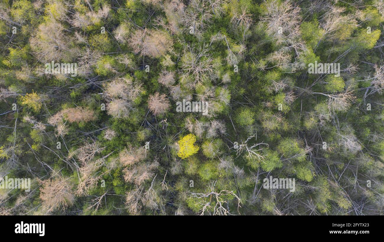An aerial view of a landscape with a lot of trees and greenery Stock ...