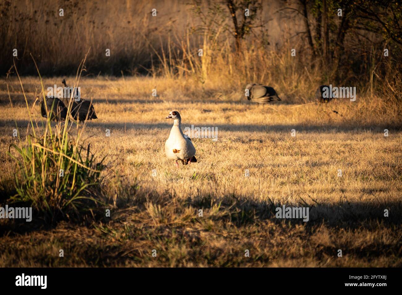 Lone duck in dry grass with guinea fowl in the background Stock Photo ...