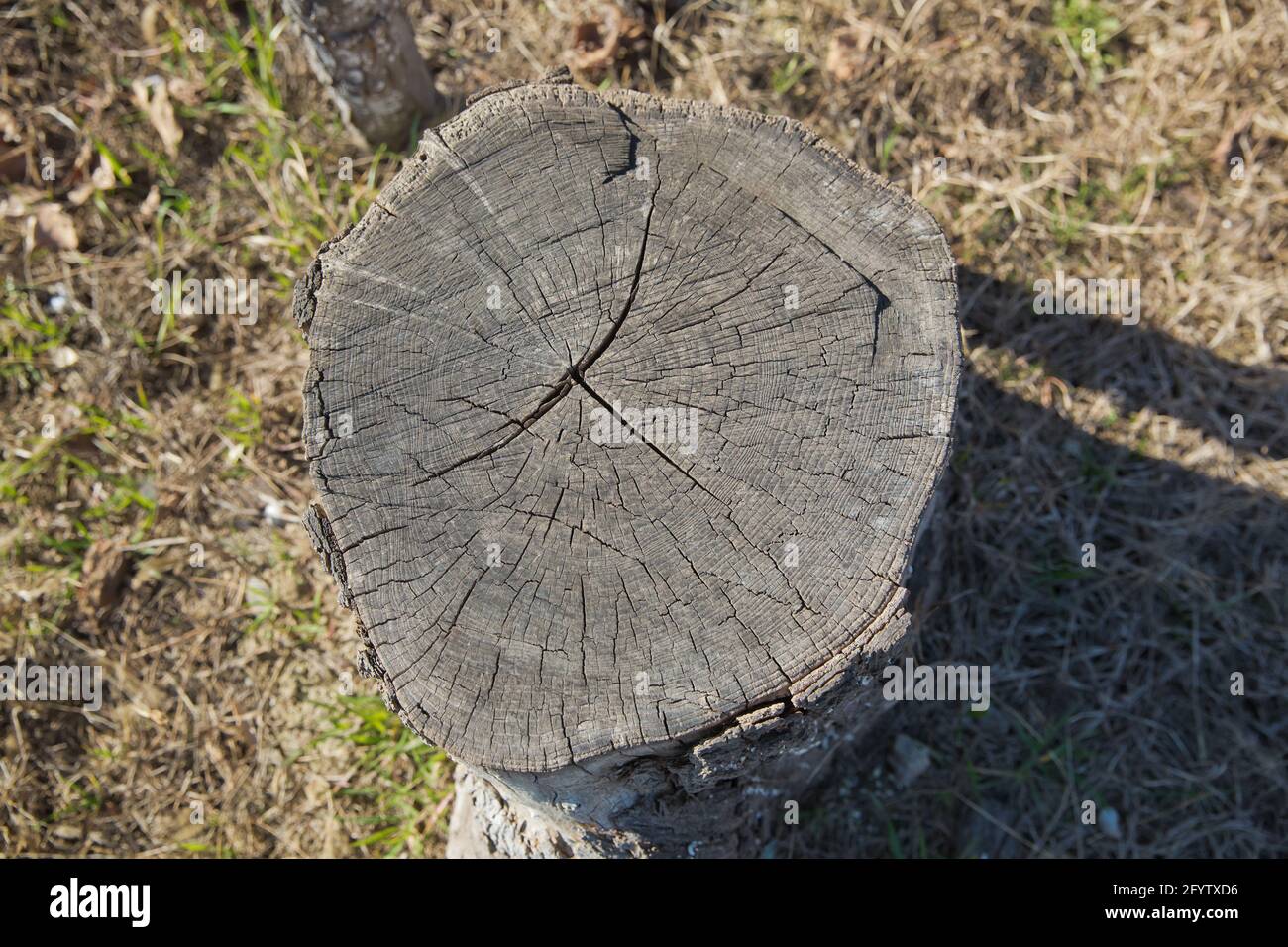 Old wood stump texture background . top view one old stump in grass ...