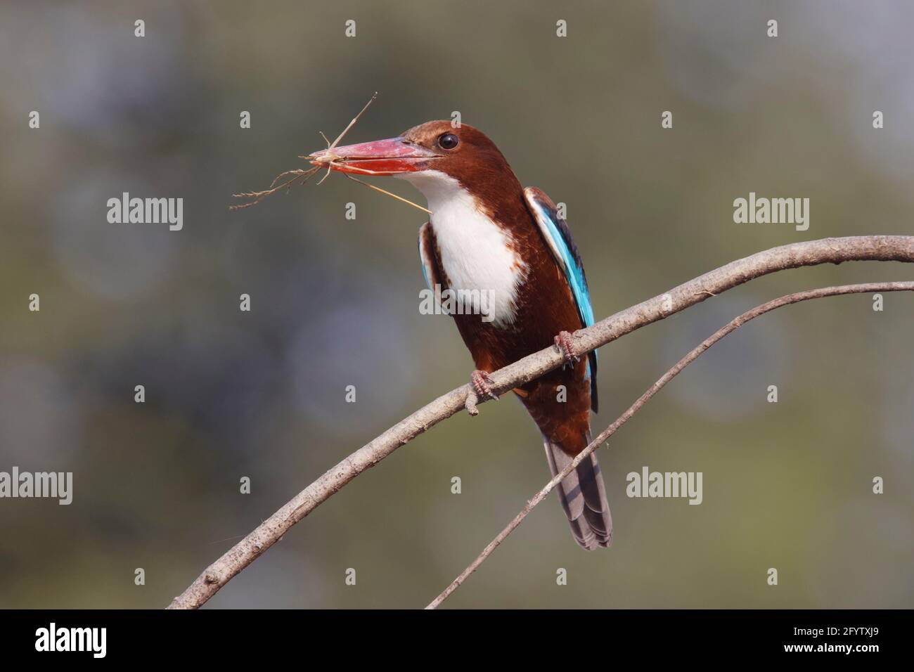 Indian kingfishers hi-res stock photography and images - Alamy