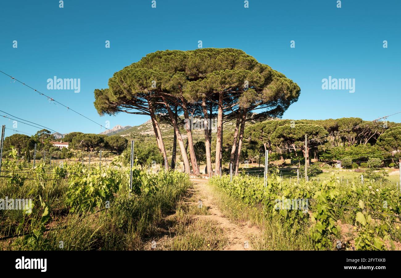 Pine copse hi-res stock photography and images - Alamy