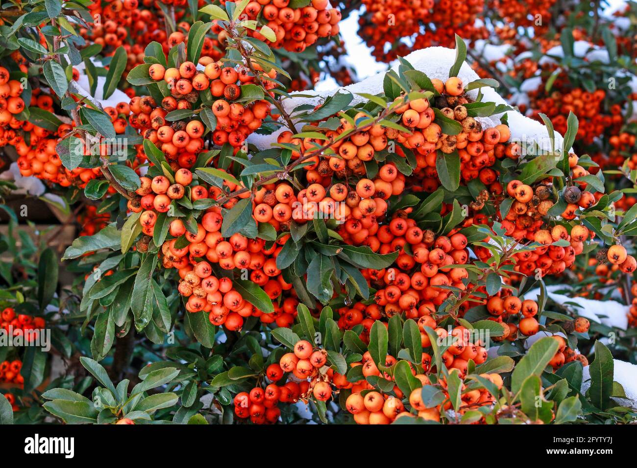Pyracantha coccinea (Firethorn) under the snow. Garden in winter Stock ...