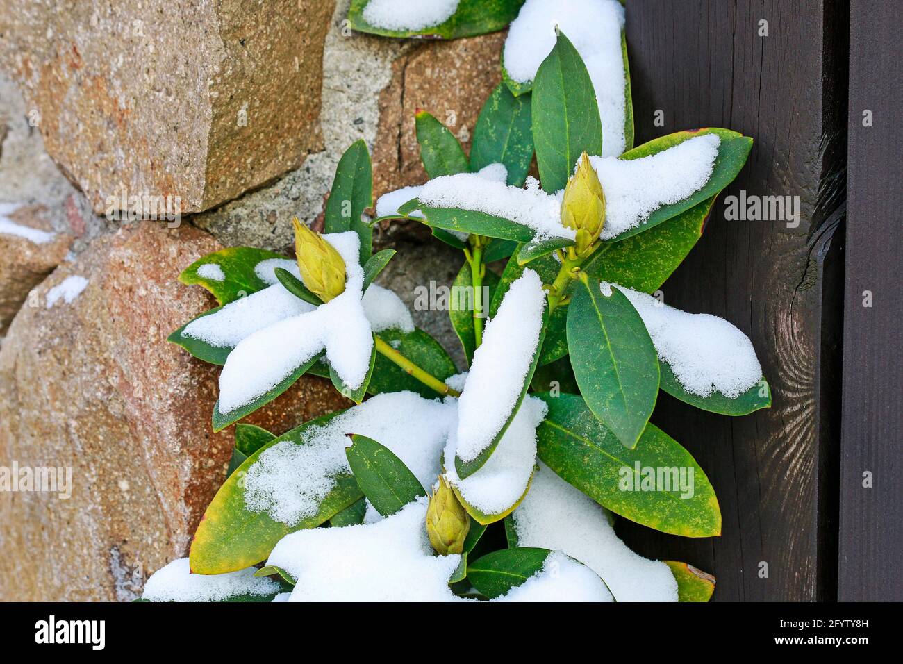 Red Rhododendron (Azalea) under the snow. Garden in winter Stock Photo ...