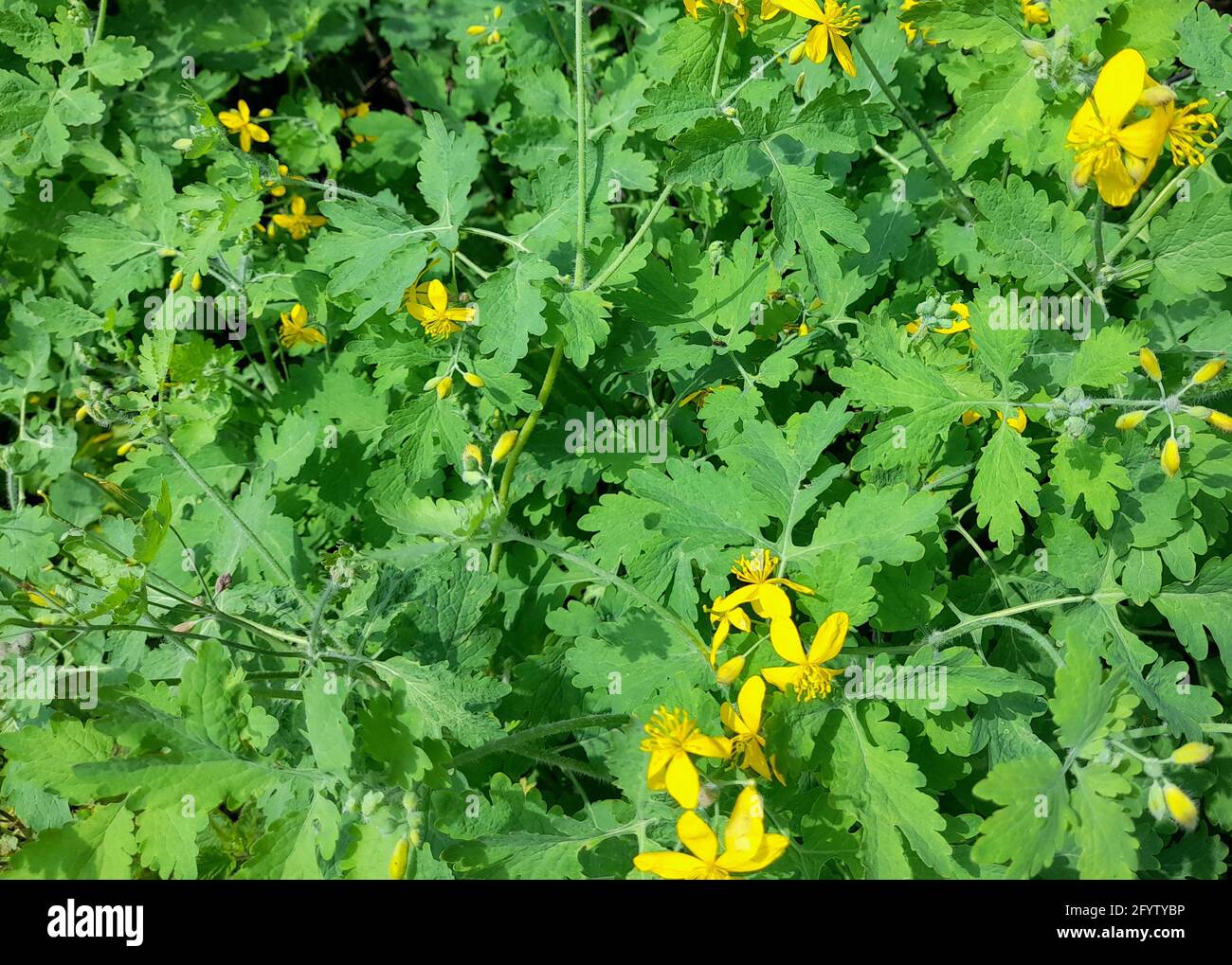 A closeup of greater celandine flowers with leaves Stock Photo - Alamy