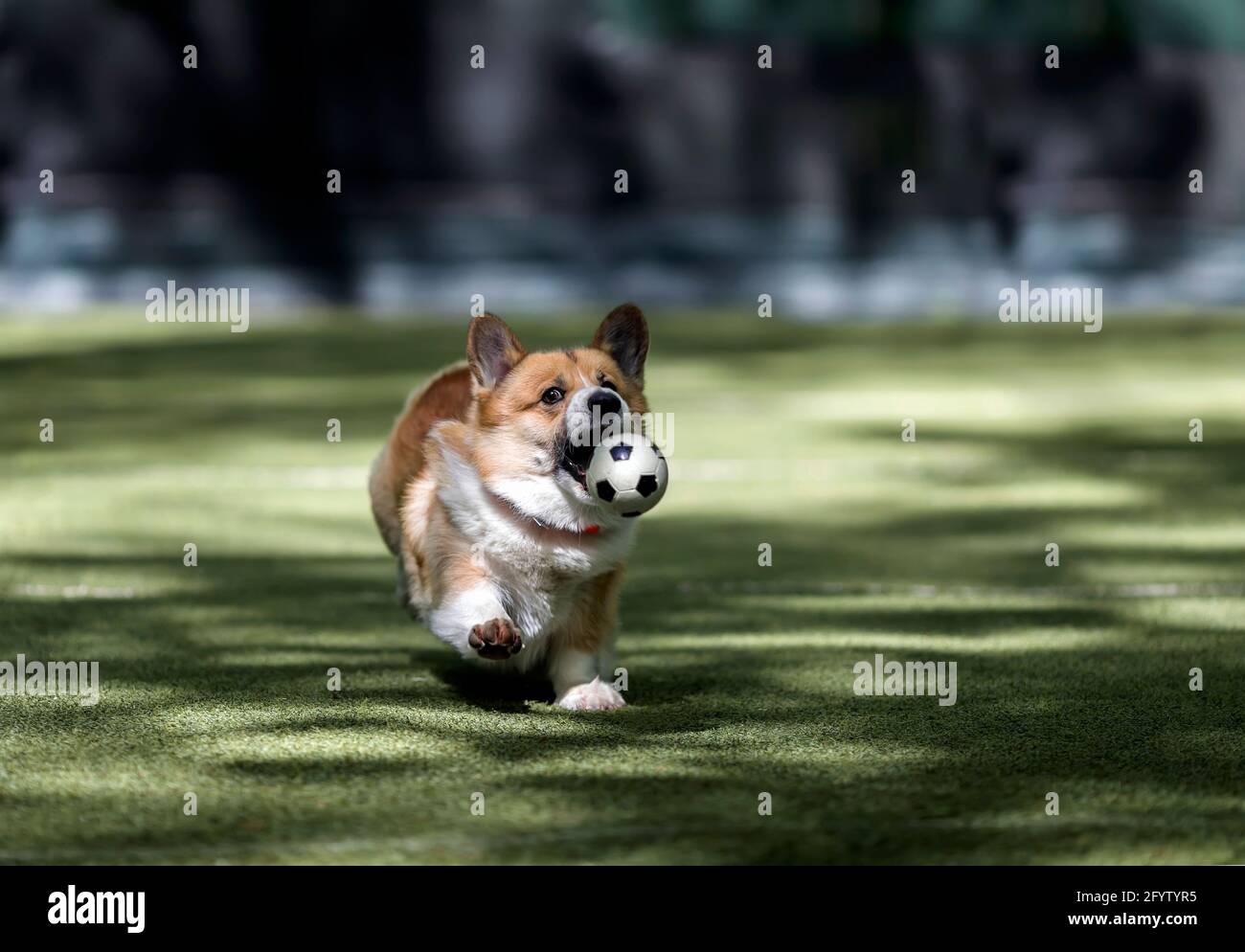 cute corgi dog runs after a soccer ball a ball on the city sports field ...