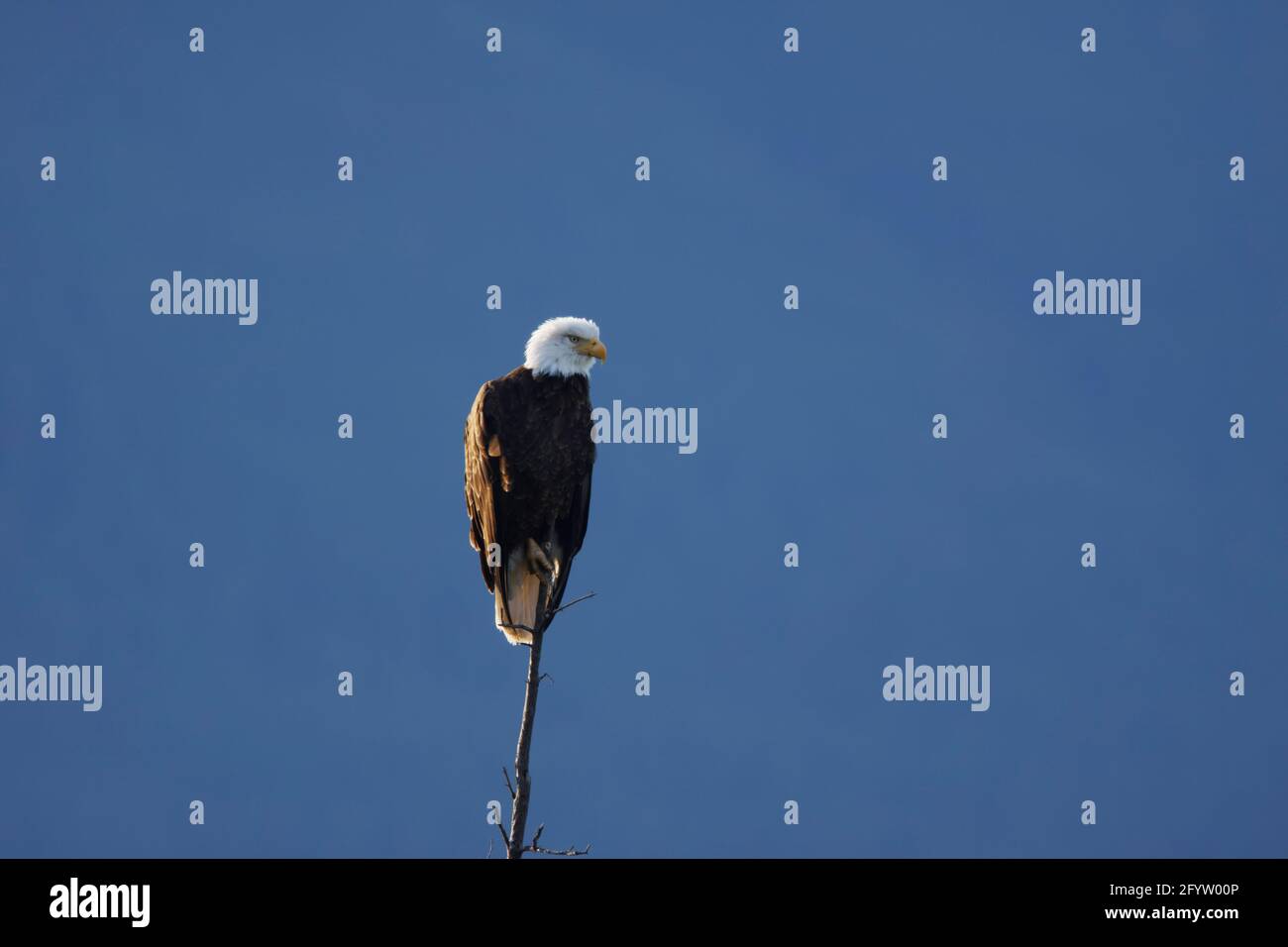 Bald eagle eagles hi-res stock photography and images - Alamy
