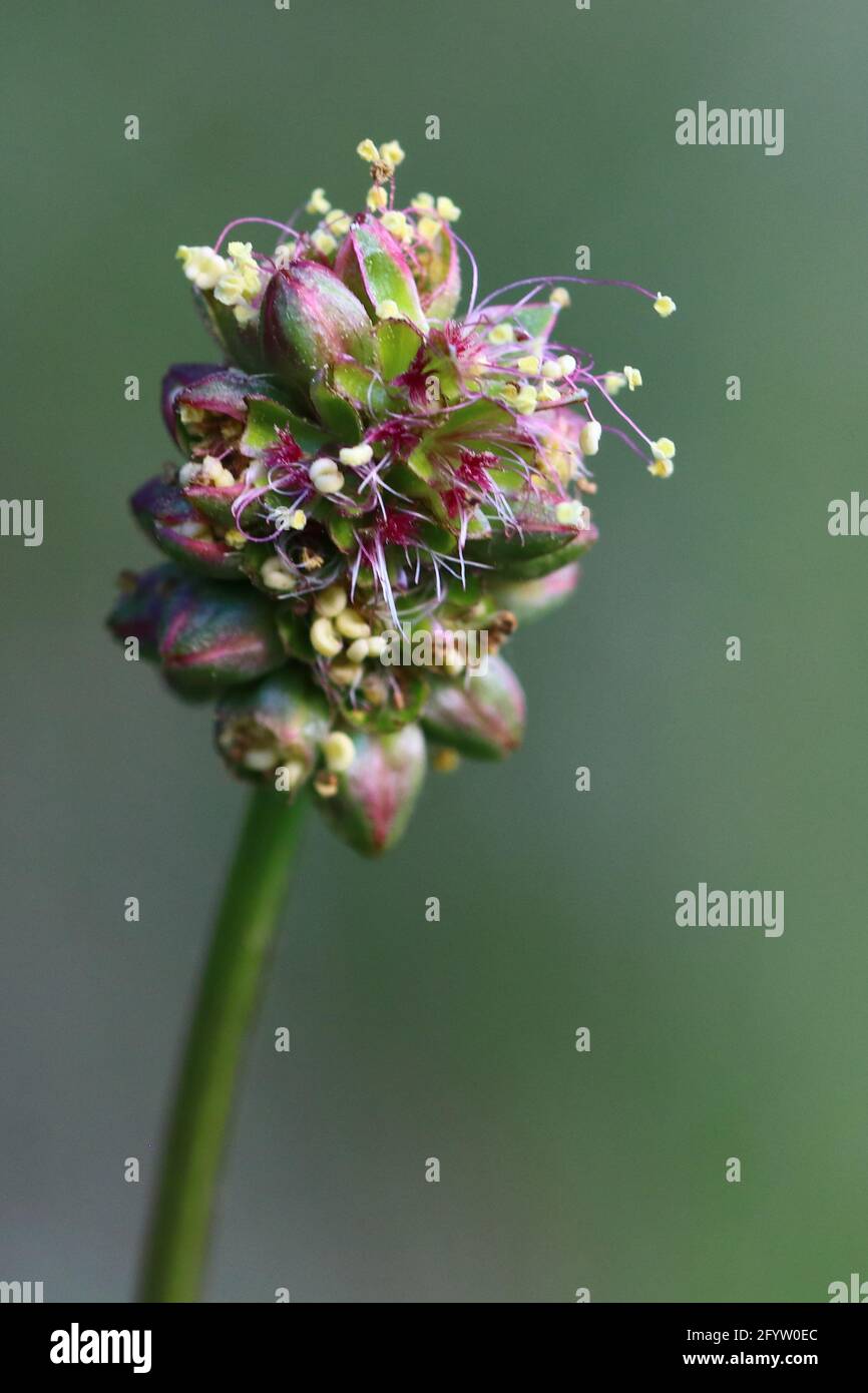 Small burnet hi-res stock photography and images - Alamy