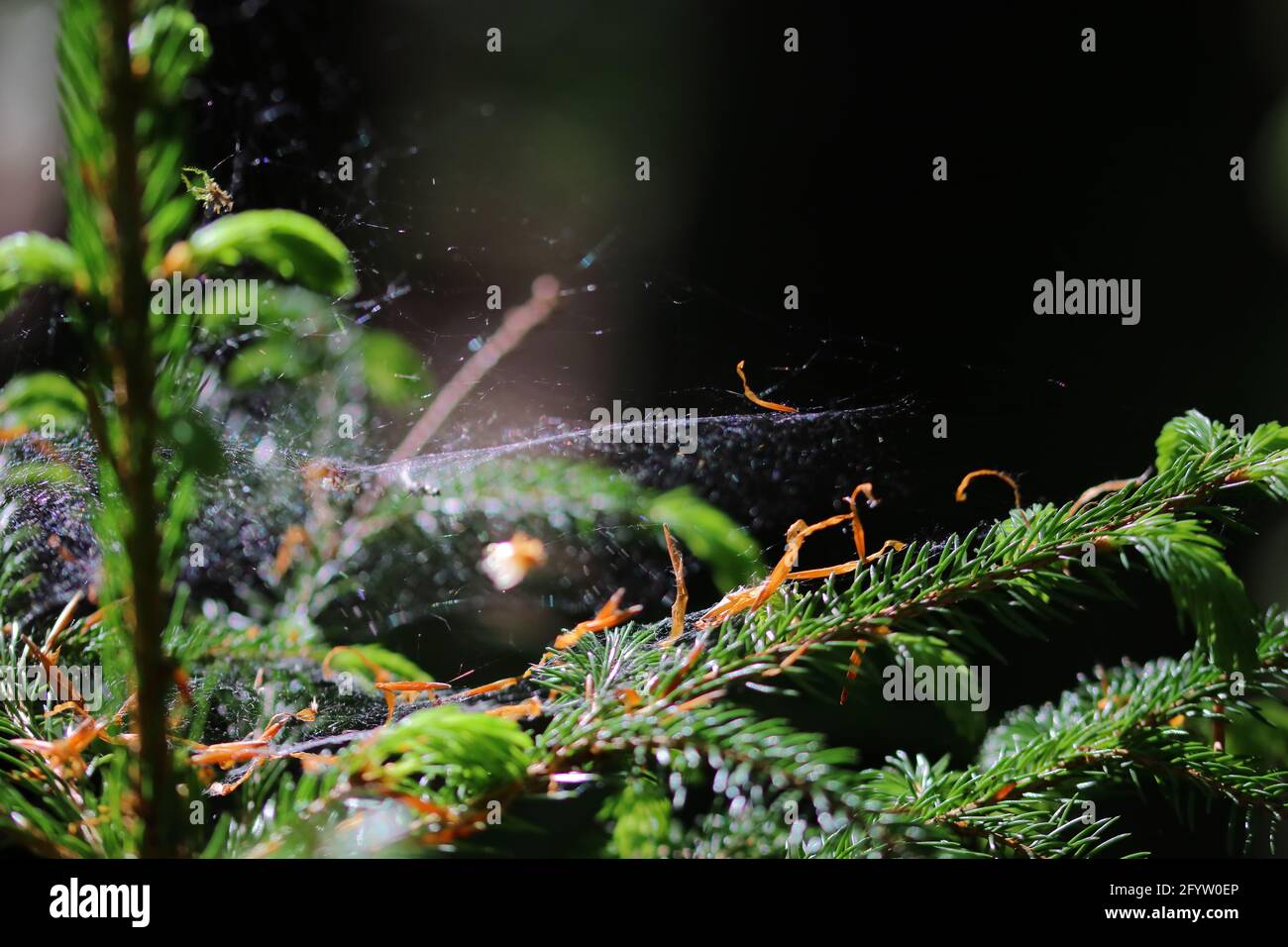 close up of a spider web in a coniferous tree Stock Photo - Alamy