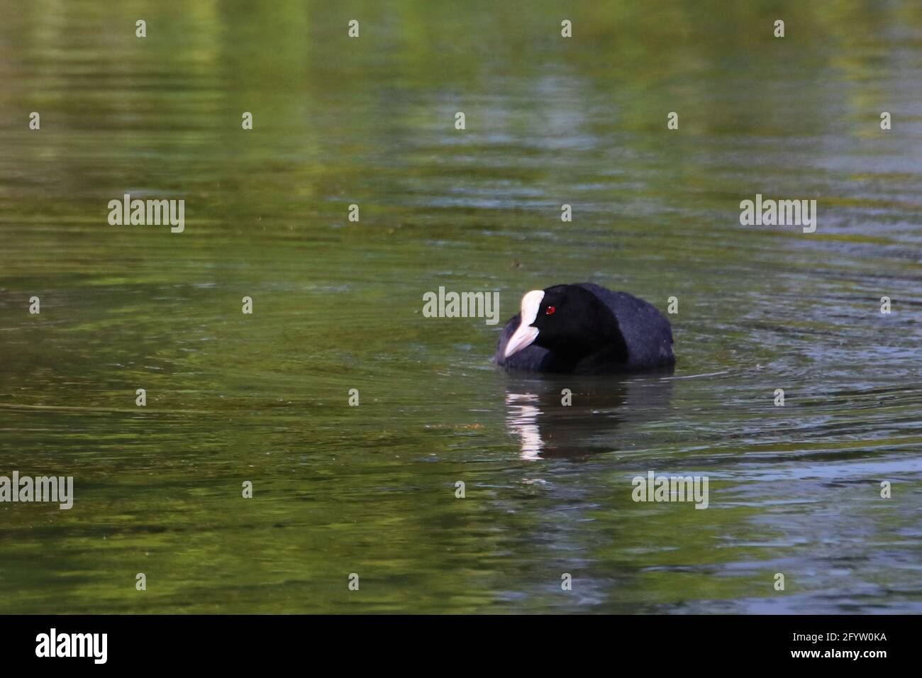 black coot on a pond Stock Photo - Alamy