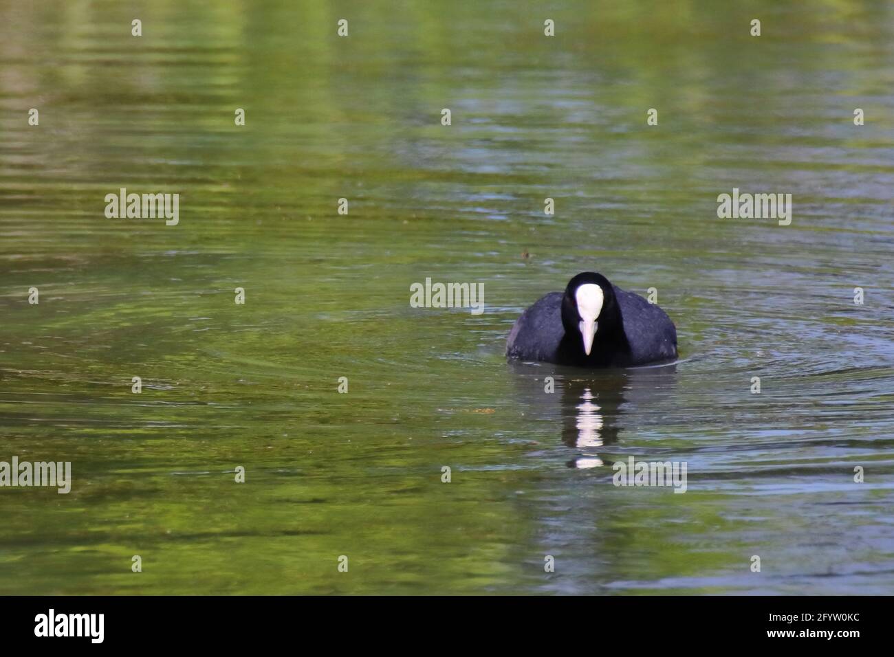 Coot in water plants hi-res stock photography and images - Alamy