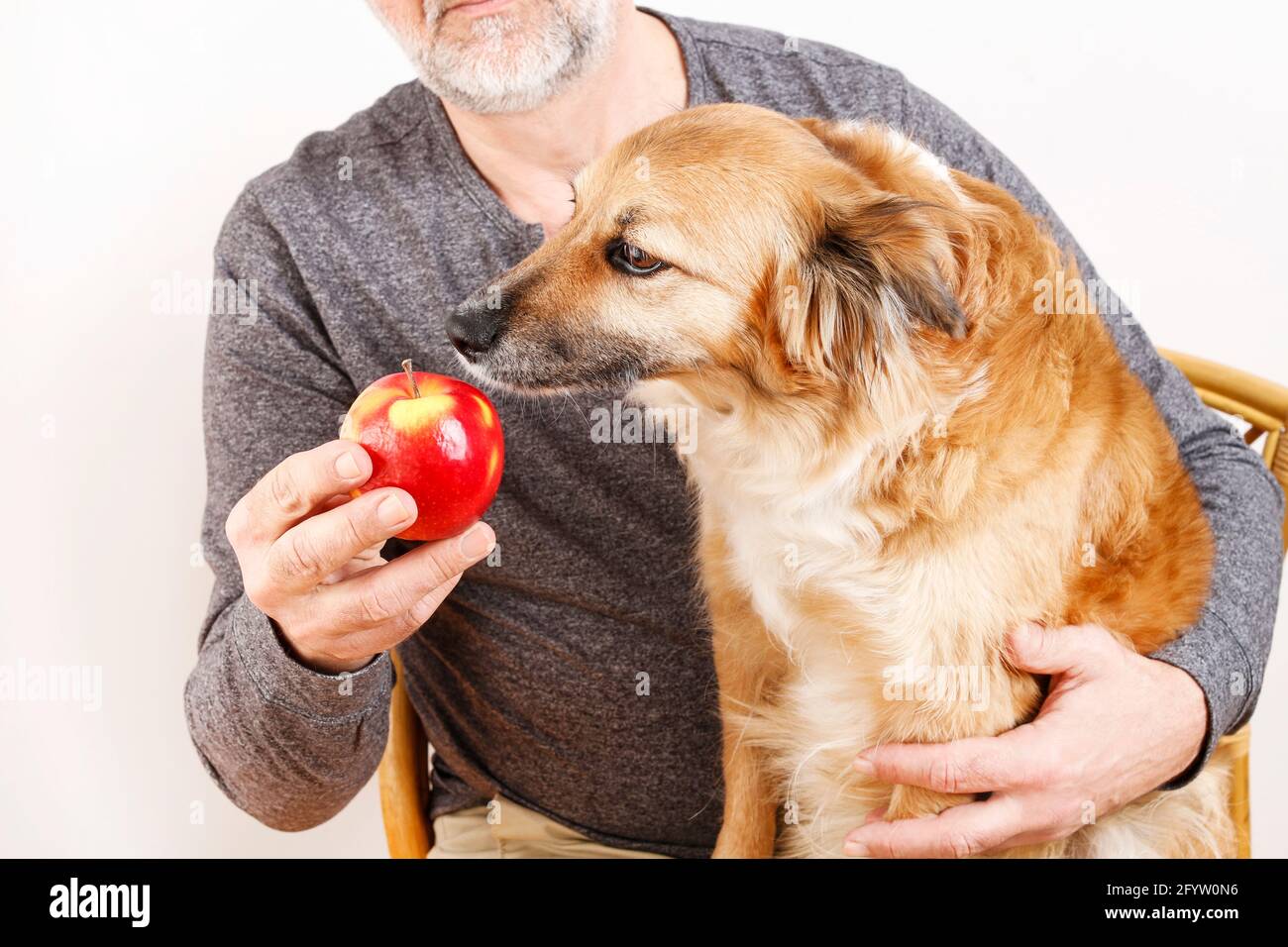 Man feeding his lovely dog with an apple. Meal time Stock Photo - Alamy