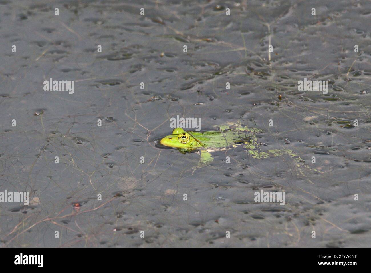 Frog swimming in a pond hi-res stock photography and images - Alamy