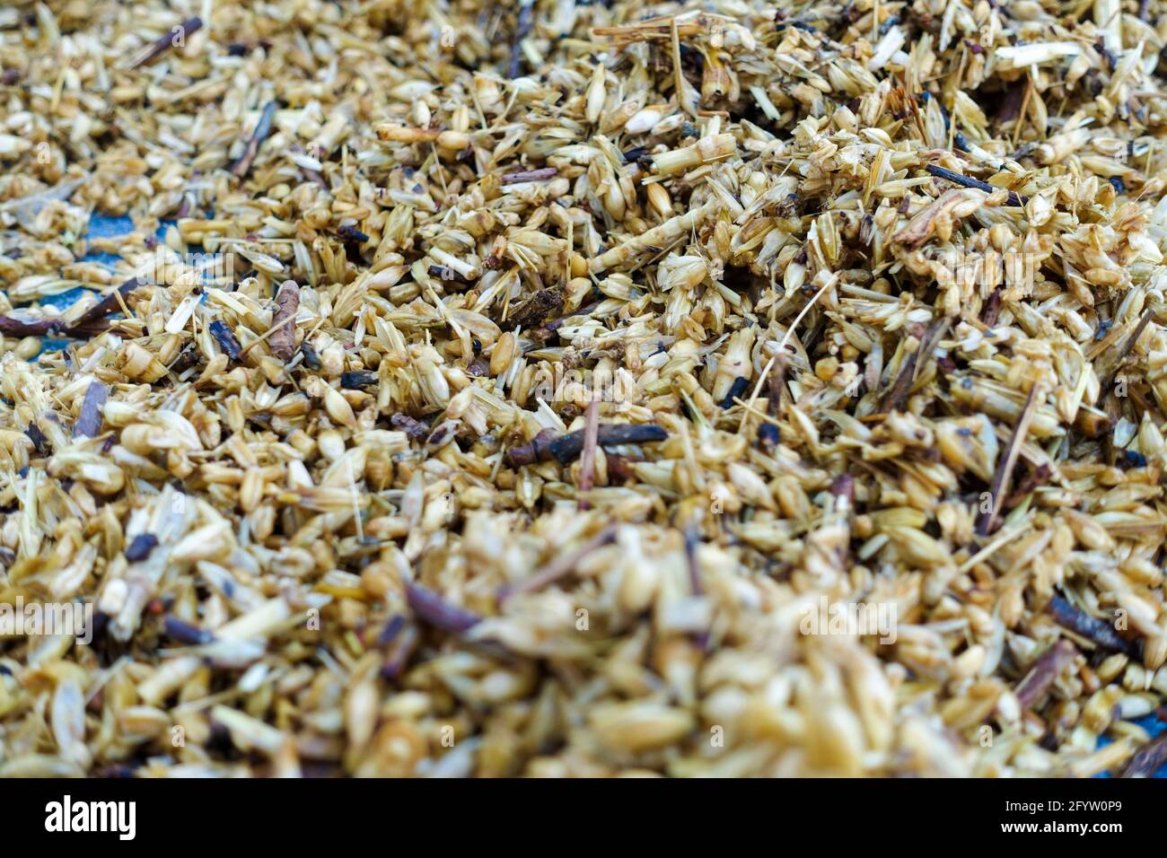 Wheat germ hi-res stock photography and images - Alamy