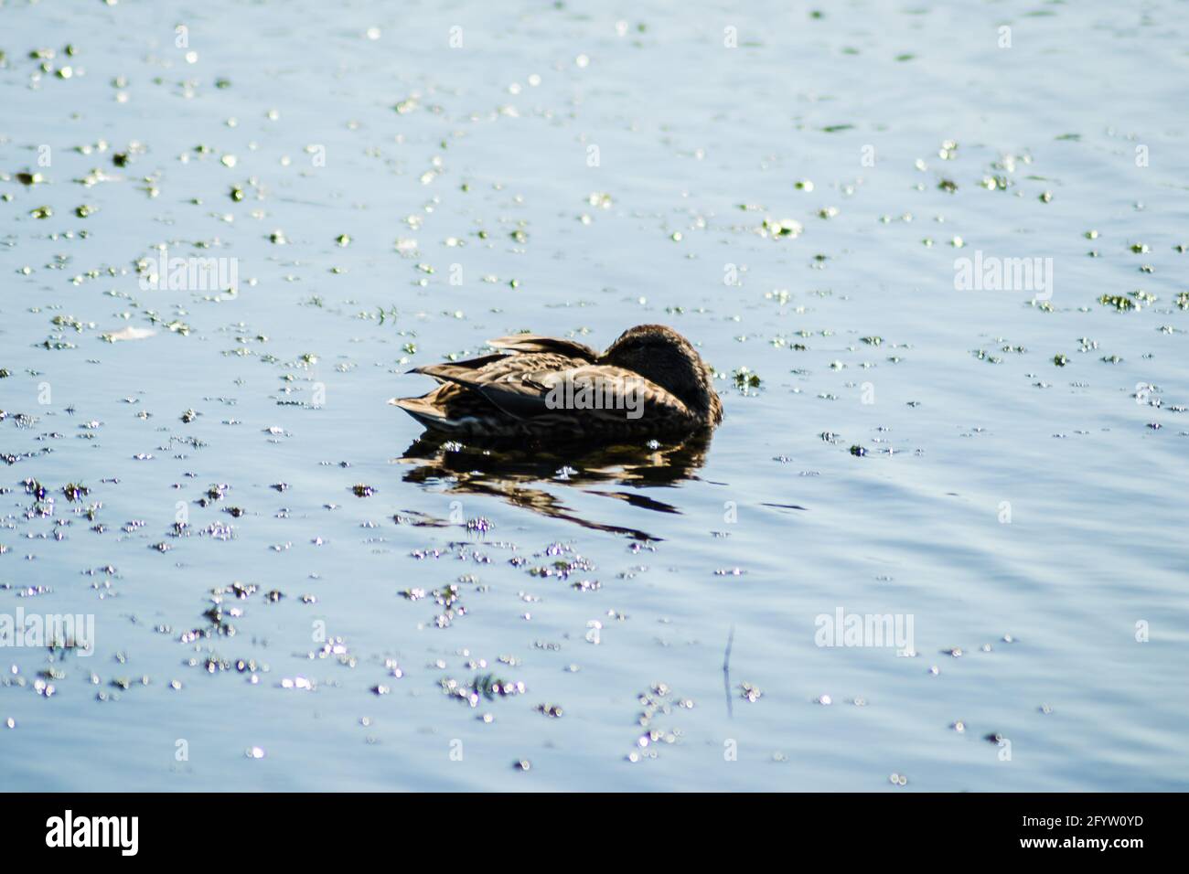 The wild duck swims on the water of the lake Stock Photo - Alamy