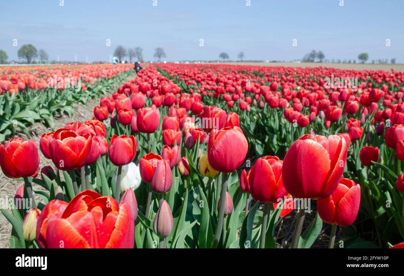 Wiese detail hi-res stock photography and images - Alamy