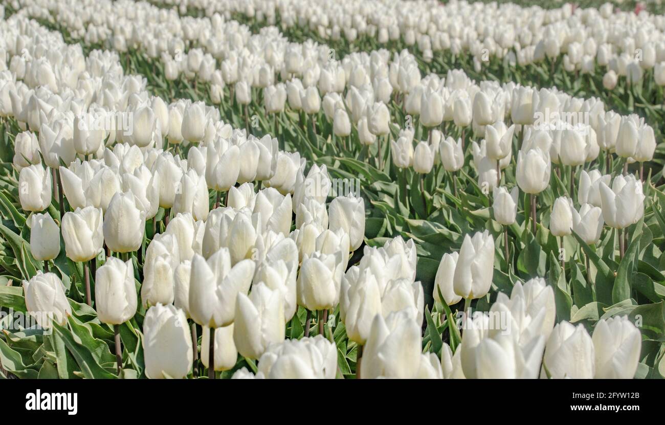 Wunderbar Weie Tulpen Kaufen Ebenbild