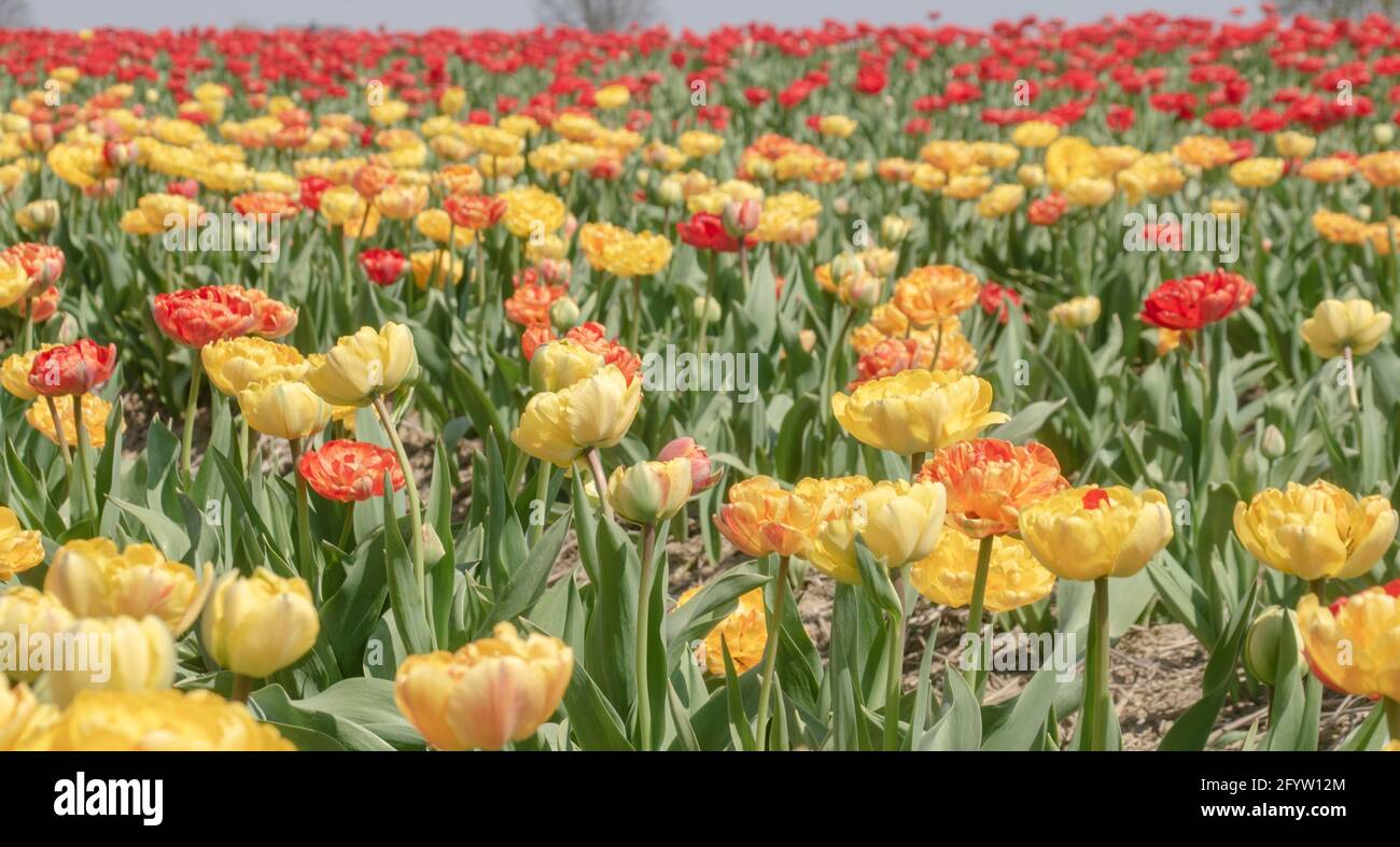 Tulpen bloom hi-res stock photography and images - Alamy