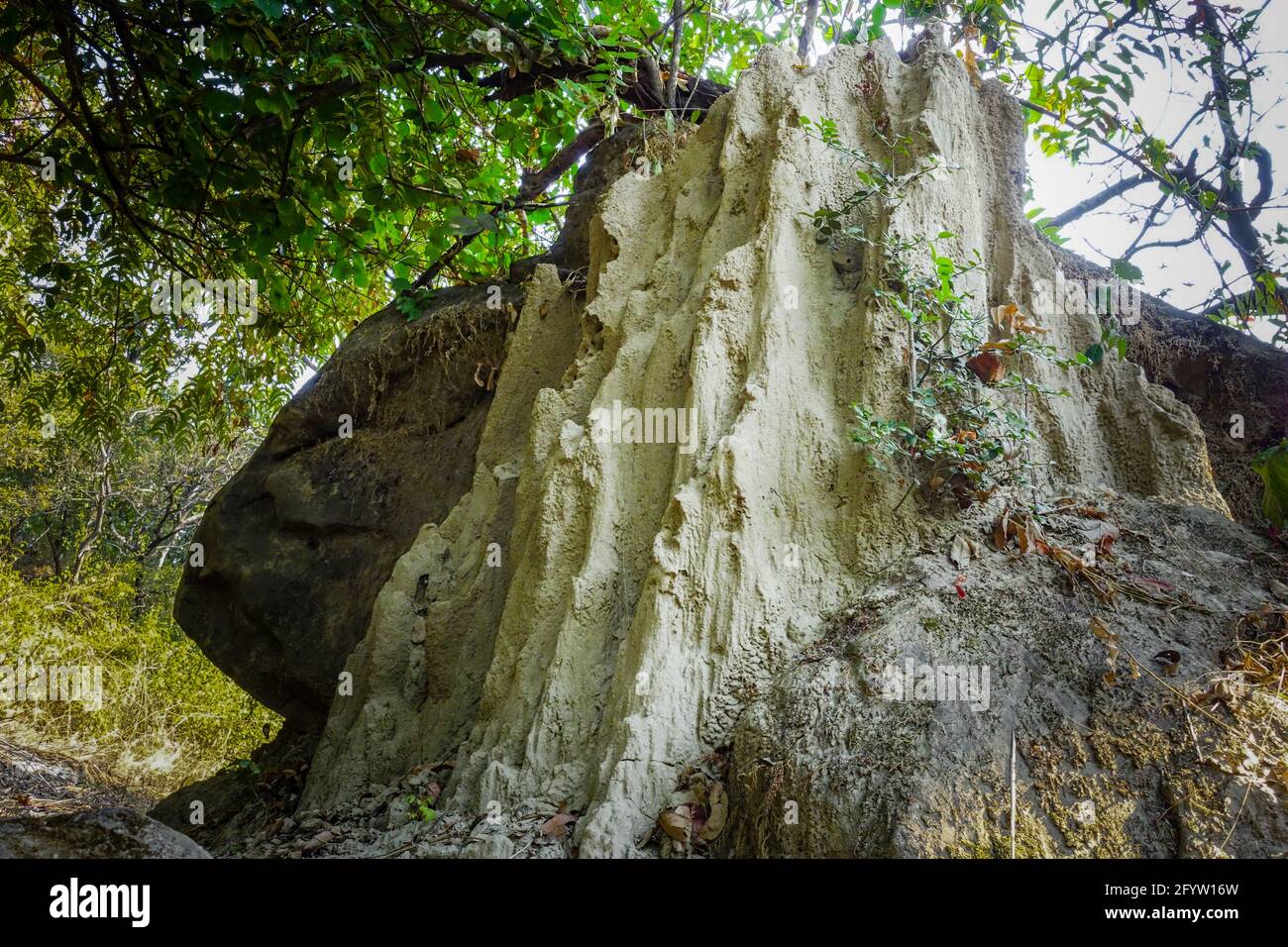 A close up shot of a big ant hill or termite hill in the forest. The ...
