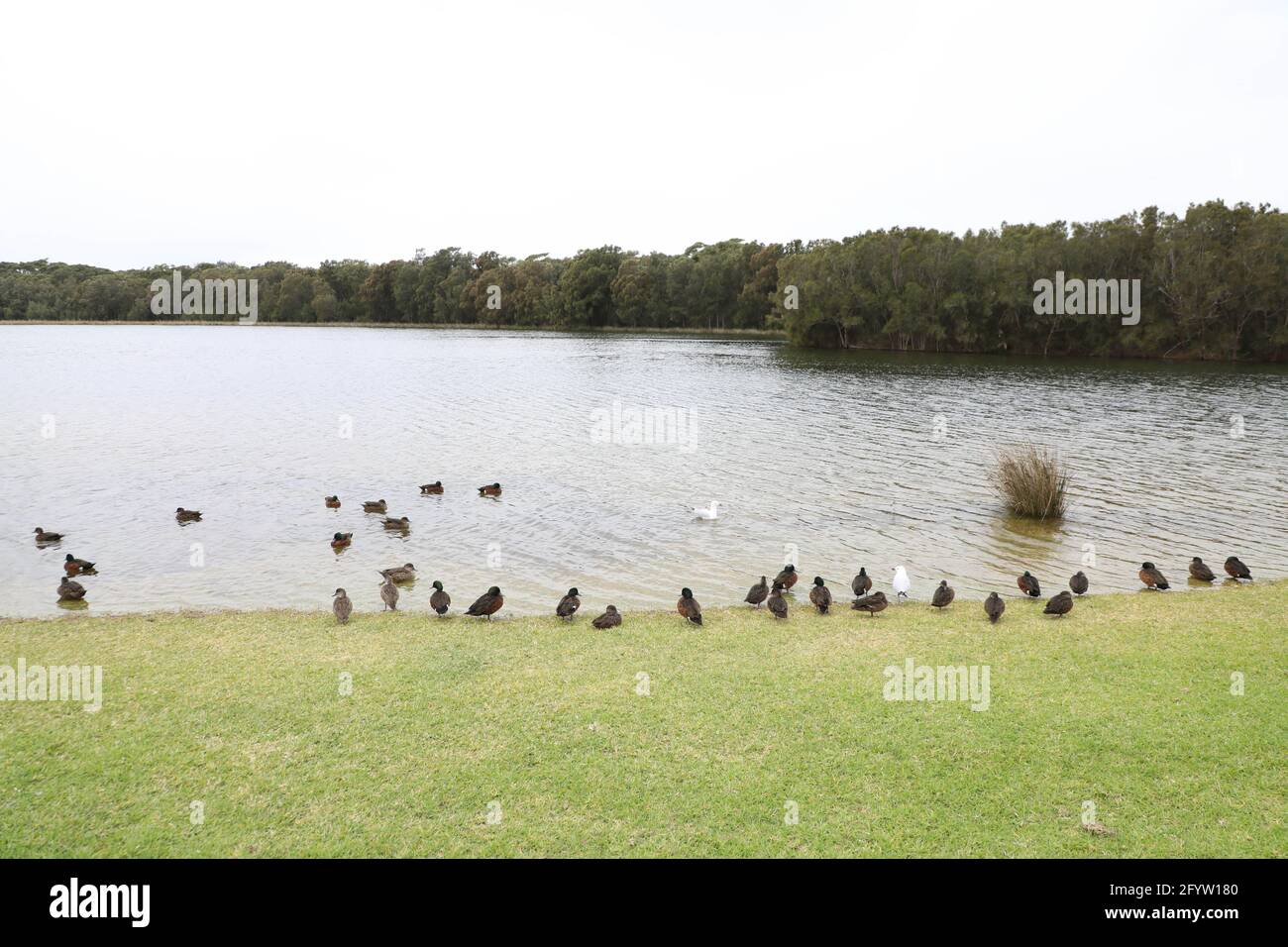 Bellambi lake hi-res stock photography and images - Alamy