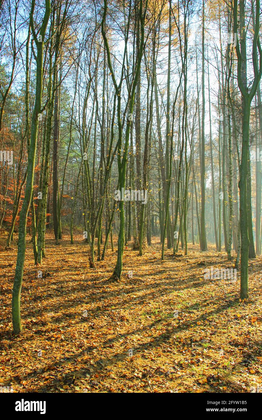 Autumn forest with golden light - wallpaper. Graphic resources Stock ...