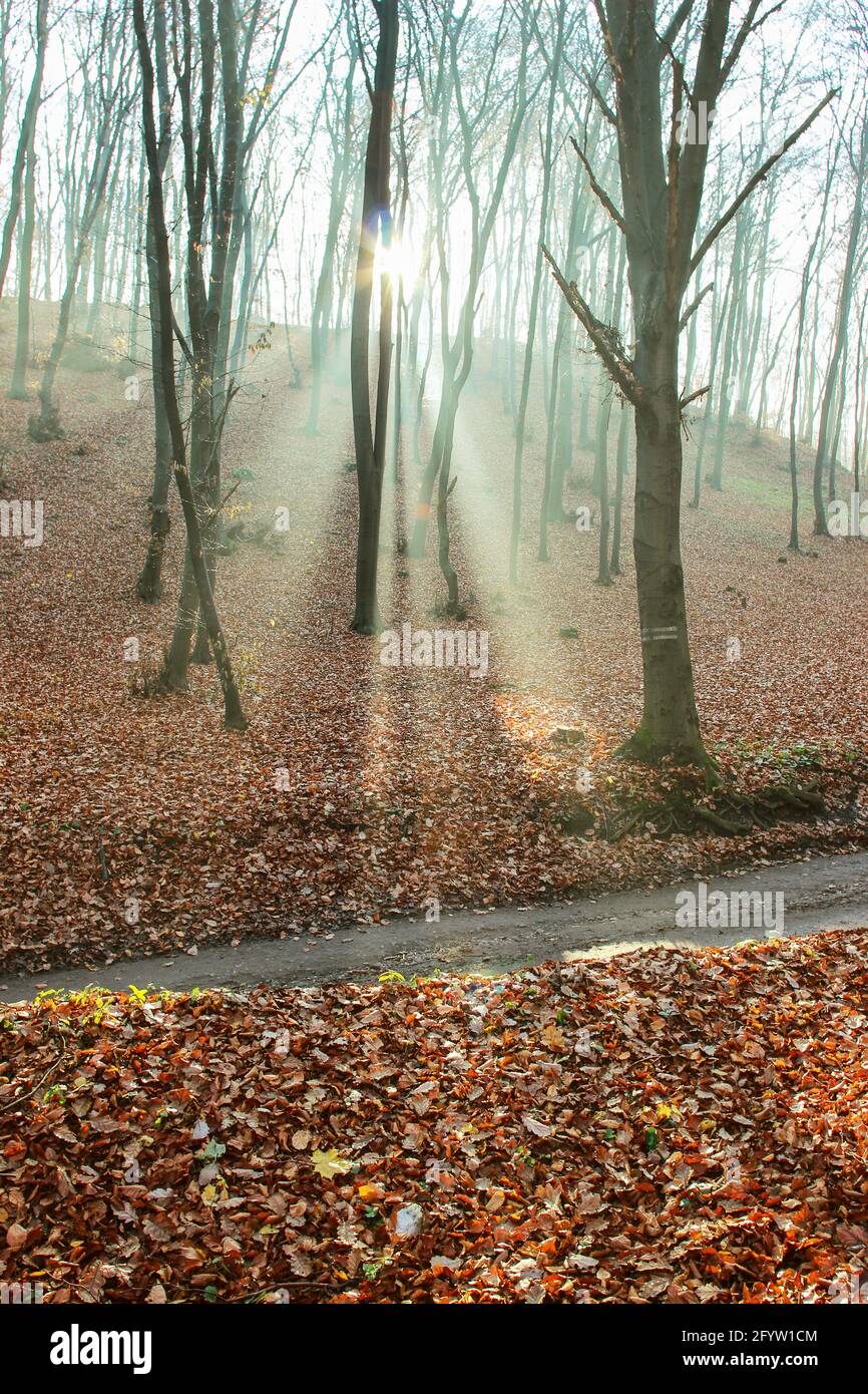 Autumn forest with golden light - wallpaper. Graphic resources Stock ...