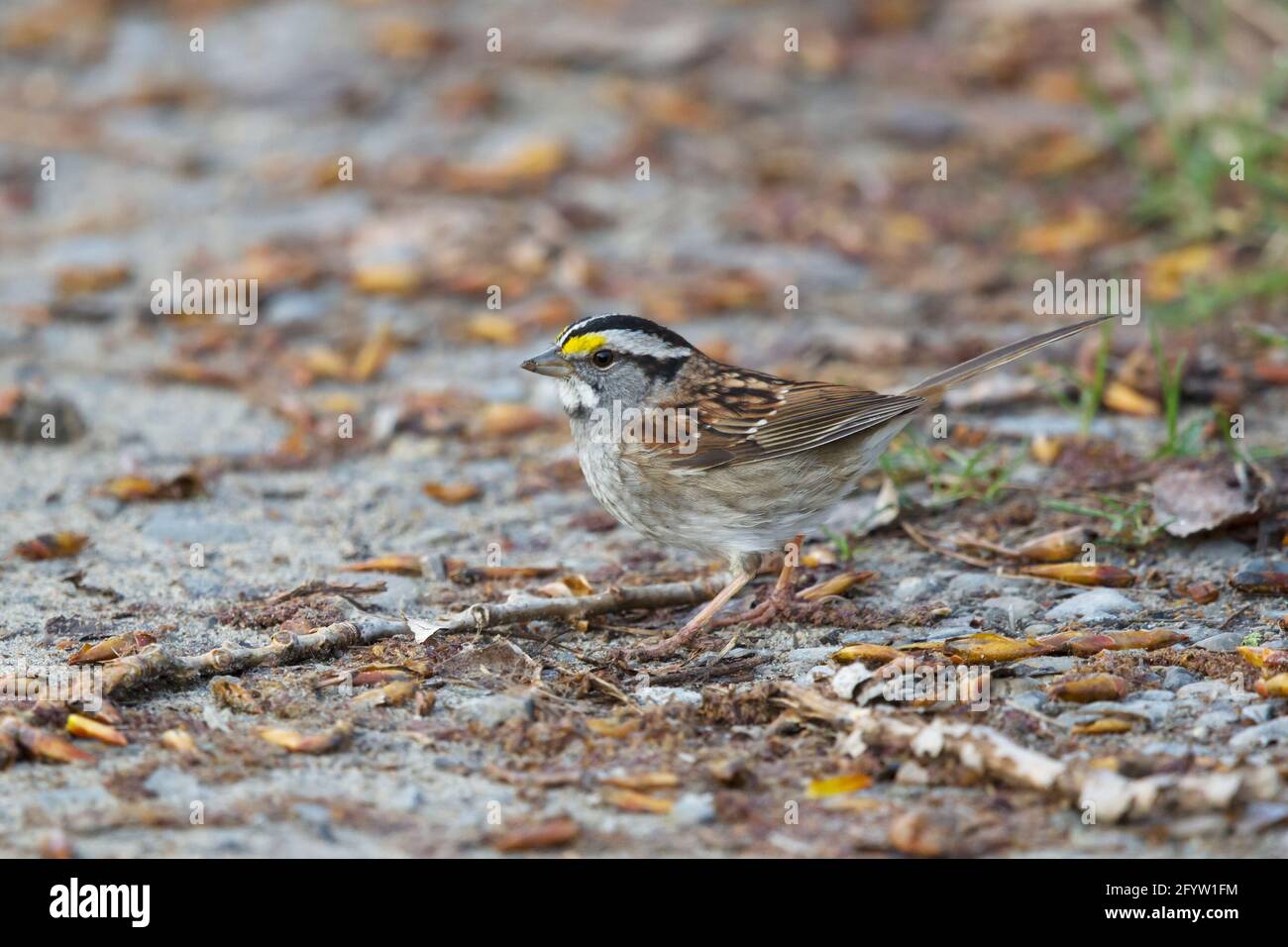 Texas gulf coast birds hi-res stock photography and images - Alamy