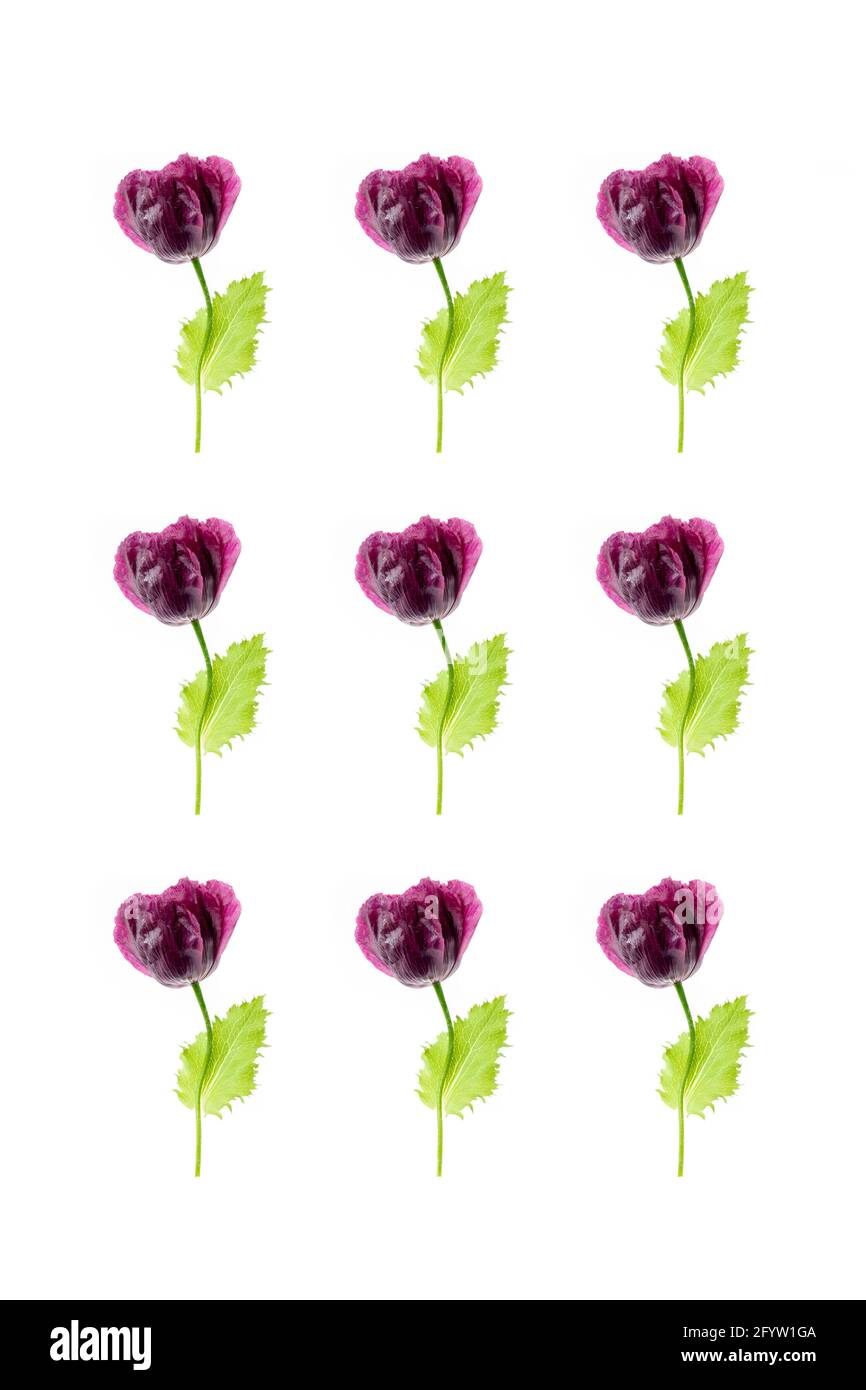 Pattern of natural poppy flowers on a white background, as a backdrop ...