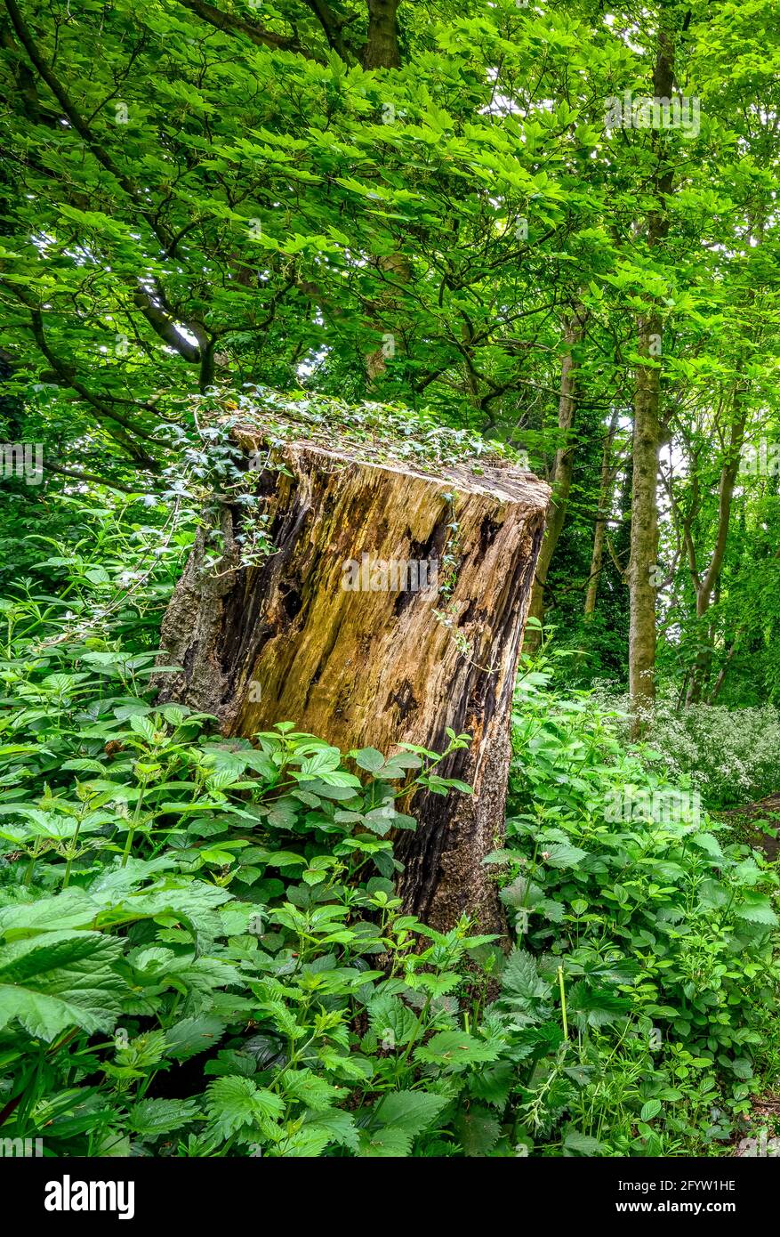 In woods on stumps hi-res stock photography and images - Alamy