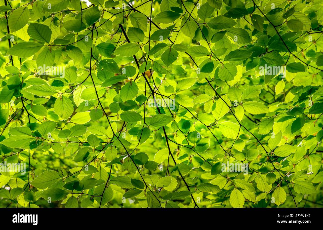 Dappled light through leaves hi-res stock photography and images - Alamy