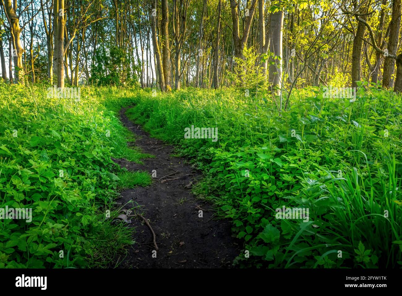 A path wends it's way through lush undergrowth in a small sunlit ...