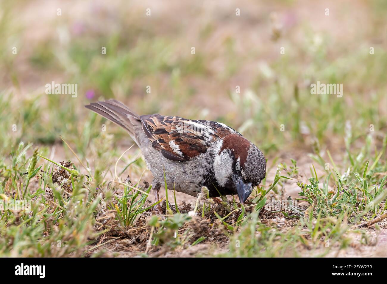 Wildlife ground eating hi-res stock photography and images - Alamy
