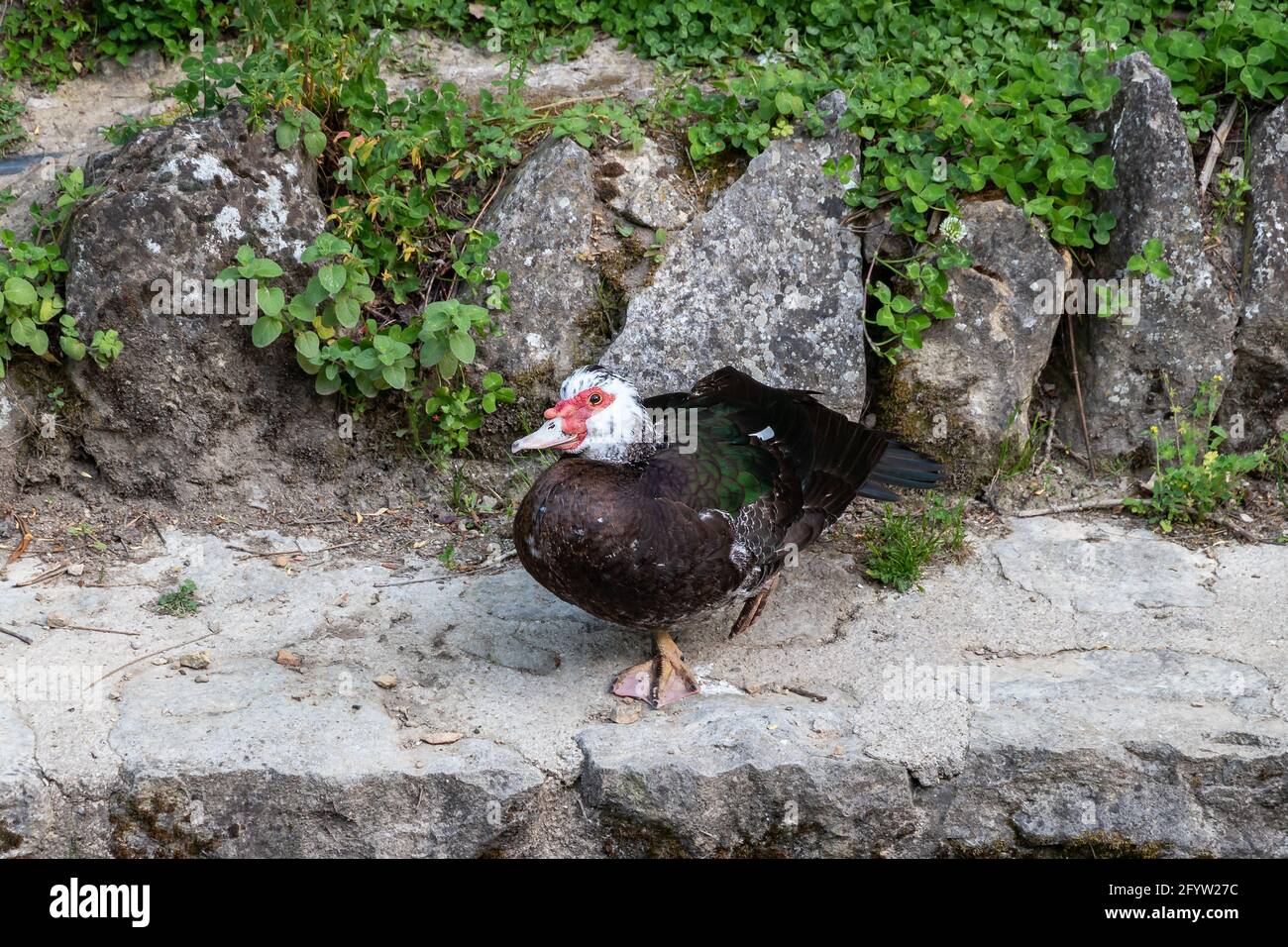 Black mallard duck hi-res stock photography and images - Alamy