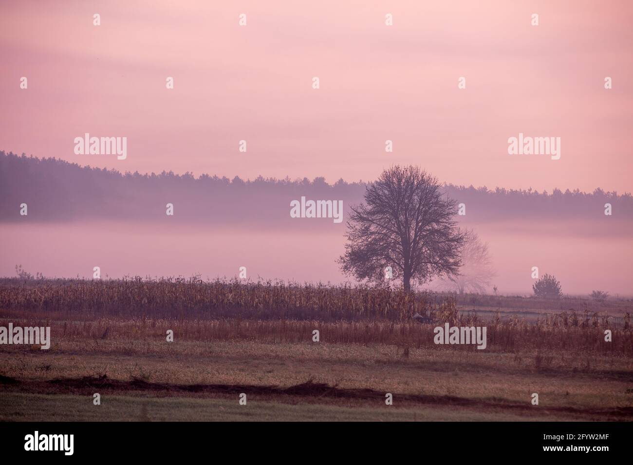 Sunrise in the field in the early misty morning. Rural landscape Stock ...