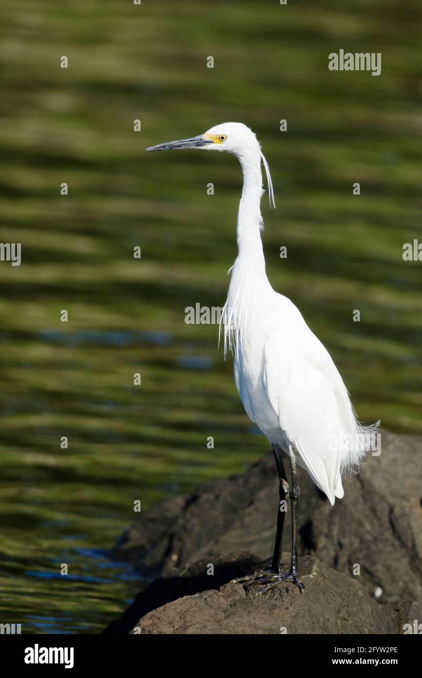 Australian egrets hi-res stock photography and images - Alamy
