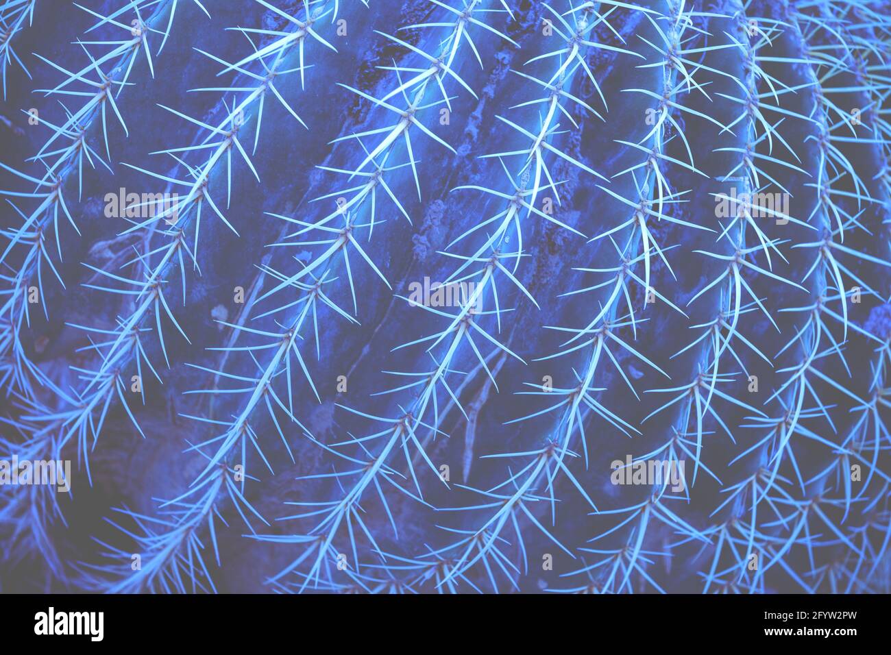 Blue colored cactus texture, green nature background. Tropical exotic ...