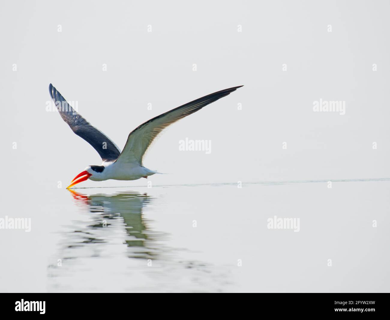 Indian skimmer skimming hi-res stock photography and images - Alamy