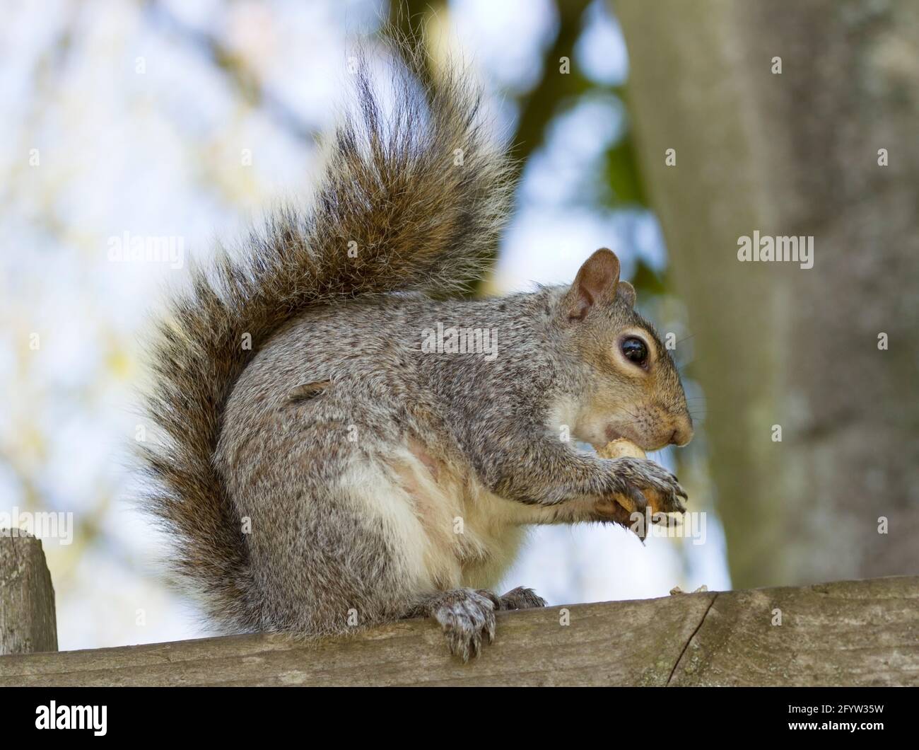 Introduced into the UK over a century ago the Grey Squirrel is a pest ...