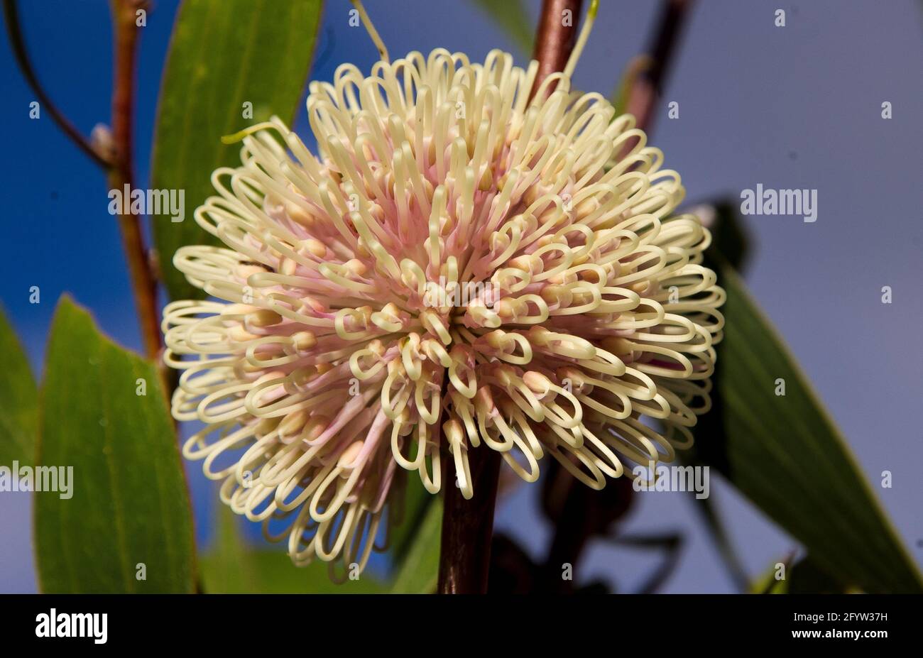Hakea laurina hi-res stock photography and images - Alamy