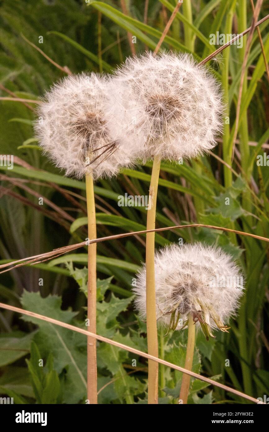 A close-up shot of common dandelions Stock Photo - Alamy