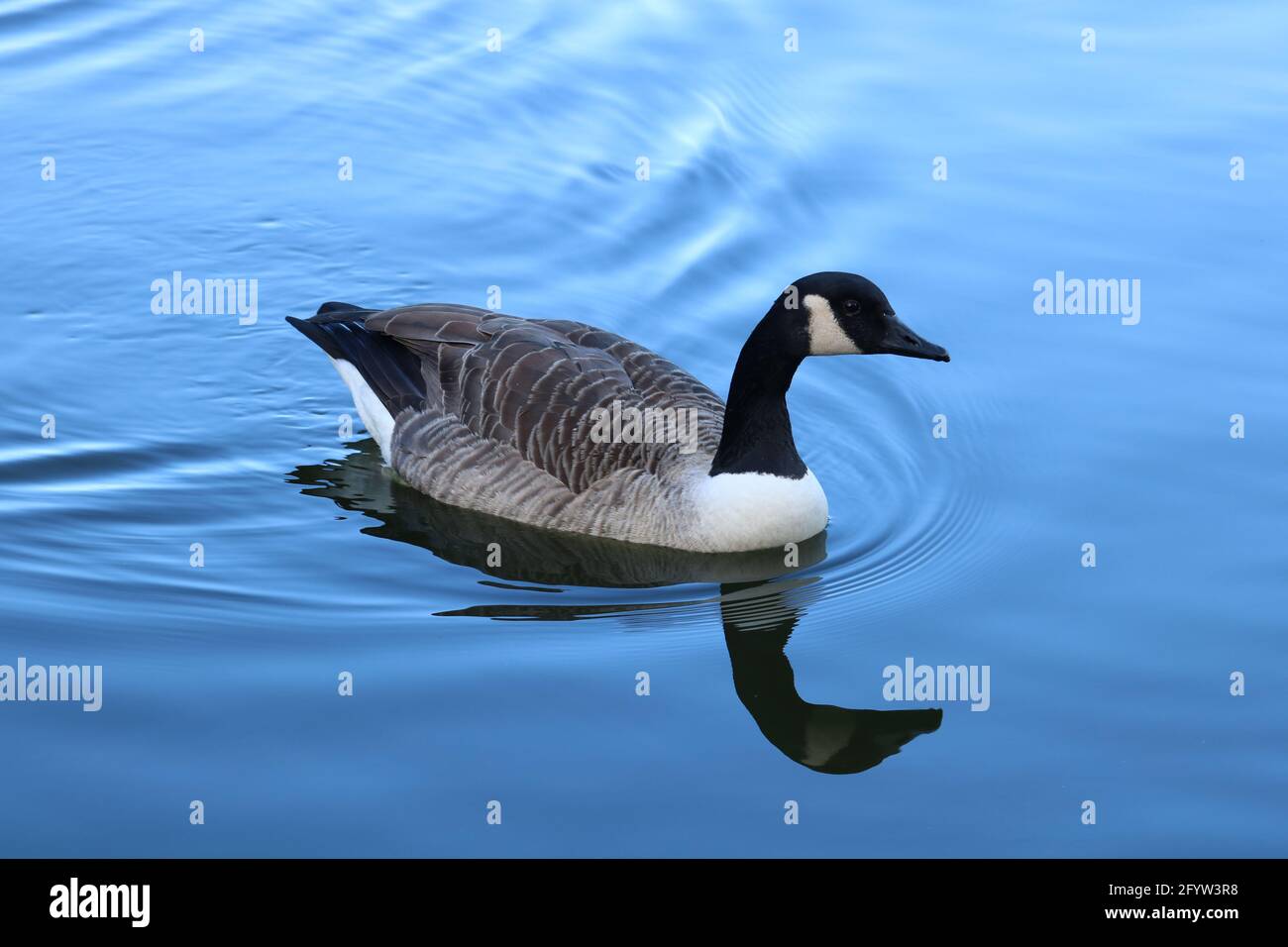 Shakerley mere hi-res stock photography and images - Alamy