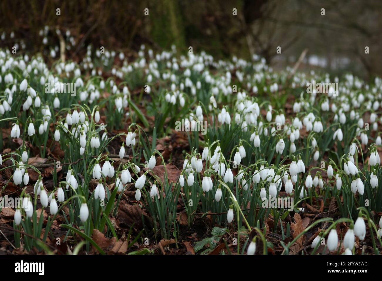 Field of Snowdrops, Galanthus, growing in the woodlands at Rode Hall ...