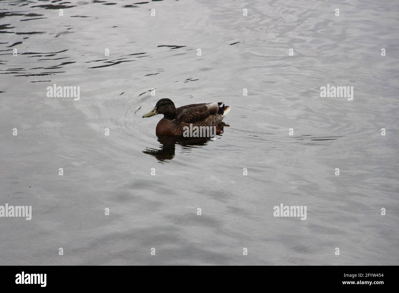 A closeup shot of a black goose swimming in the lake Stock Photo - Alamy